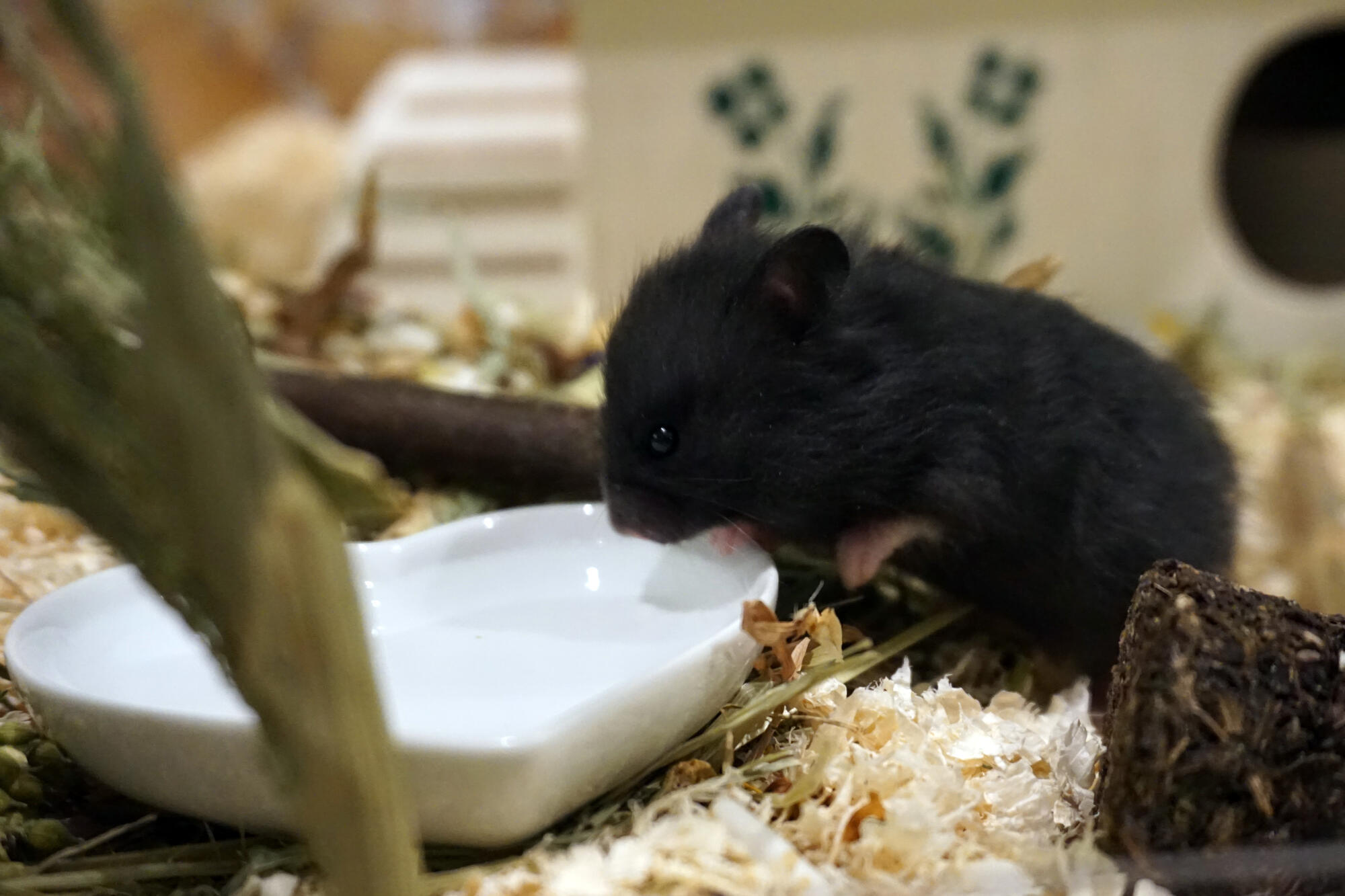 Goldhamster - Haltung, Ernährung, allgmeine Informationen im Überblick