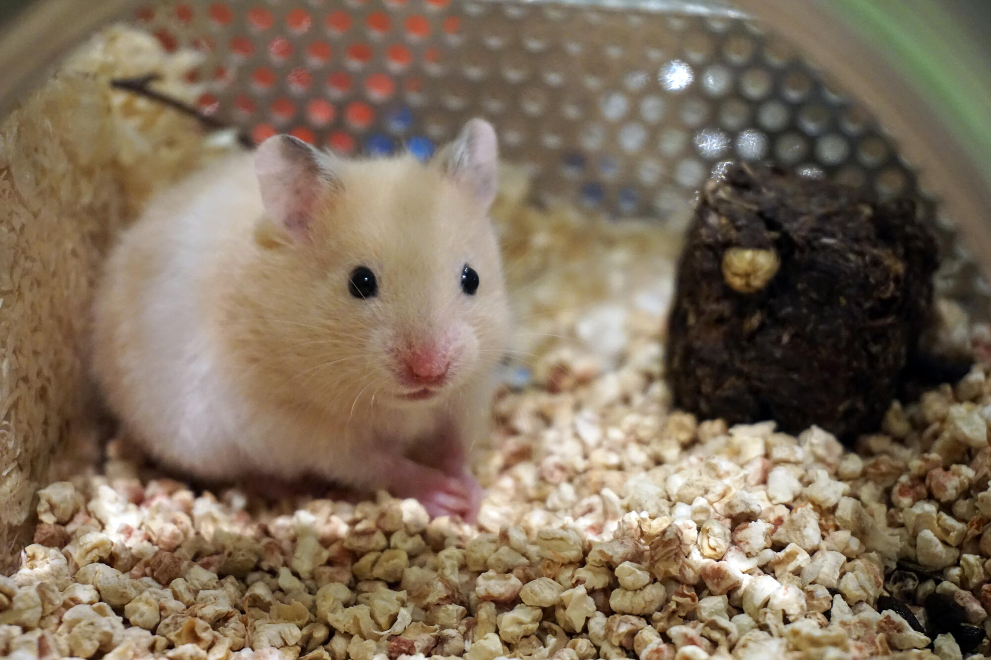 Goldhamster - Haltung, Ernährung, allgmeine Informationen im Überblick