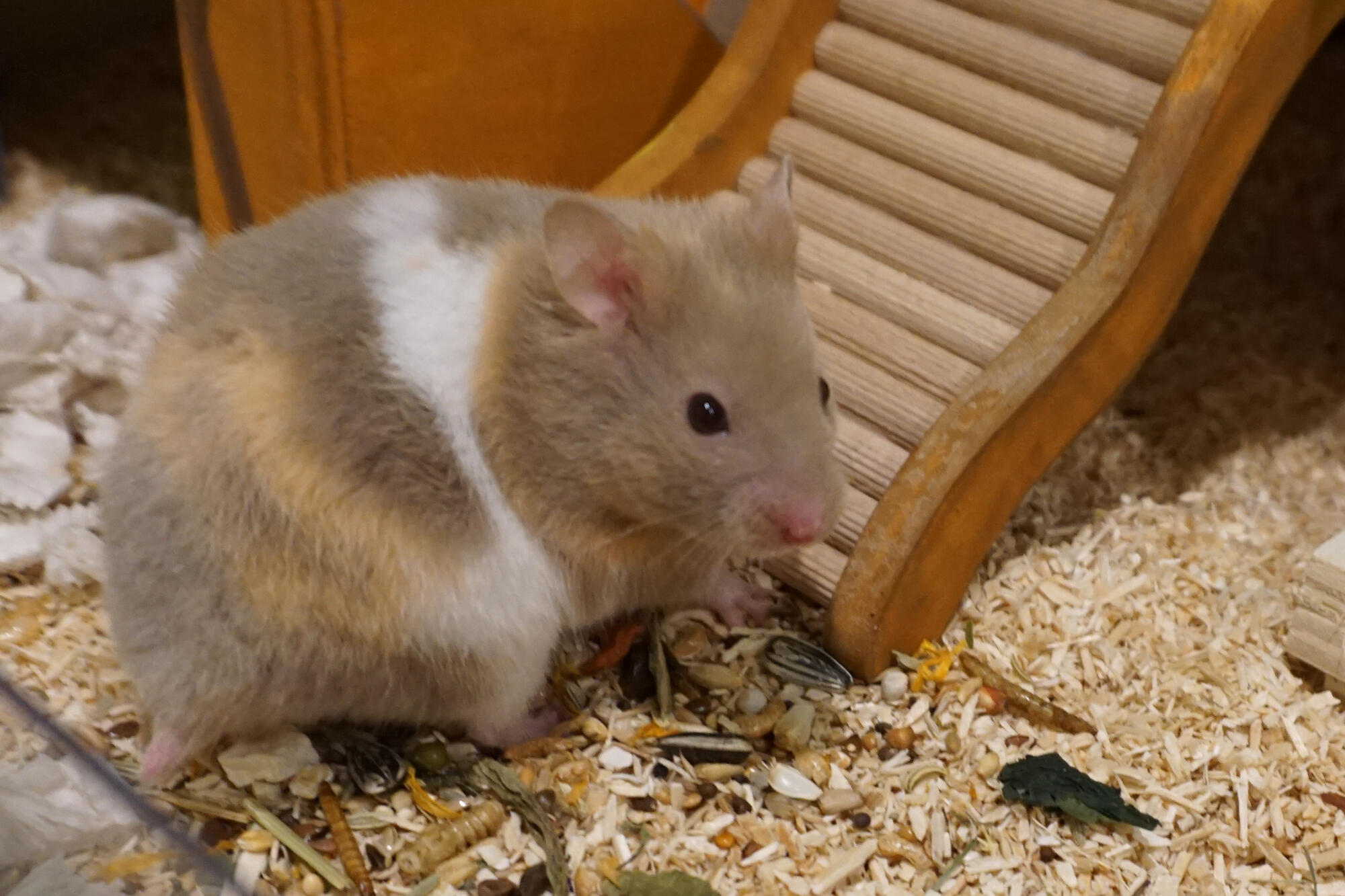 Goldhamster - Haltung, Ernährung, allgmeine Informationen im Überblick