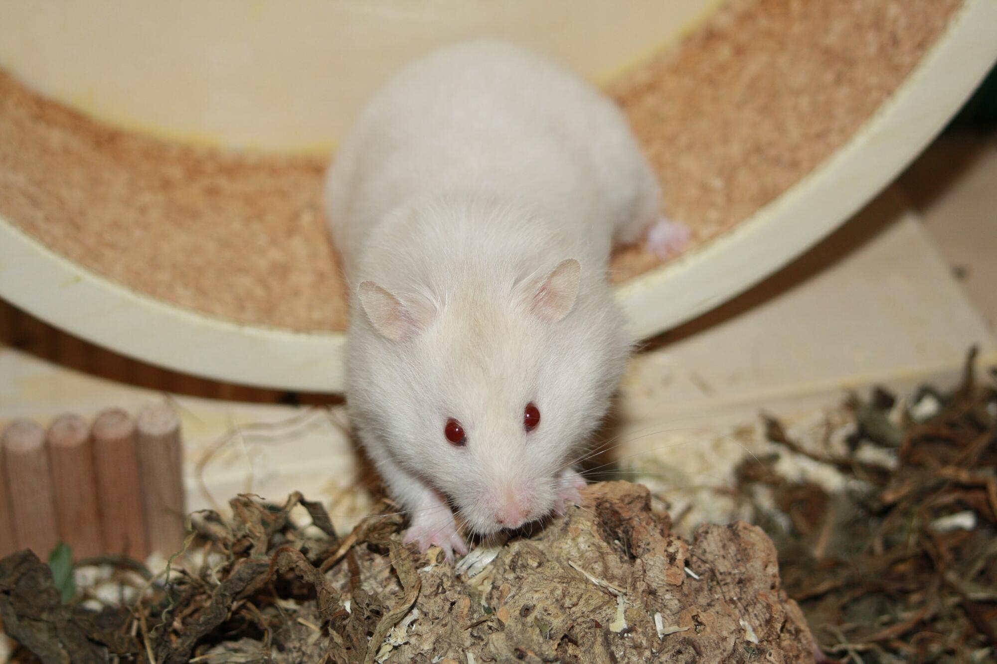 Goldhamster - Haltung, Ernährung, allgmeine Informationen im Überblick