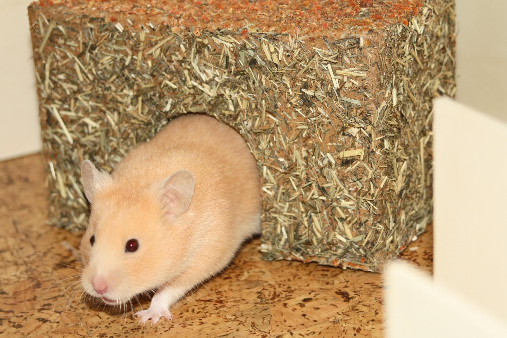 Goldhamster - Haltung, Ernährung, allgmeine Informationen im Überblick