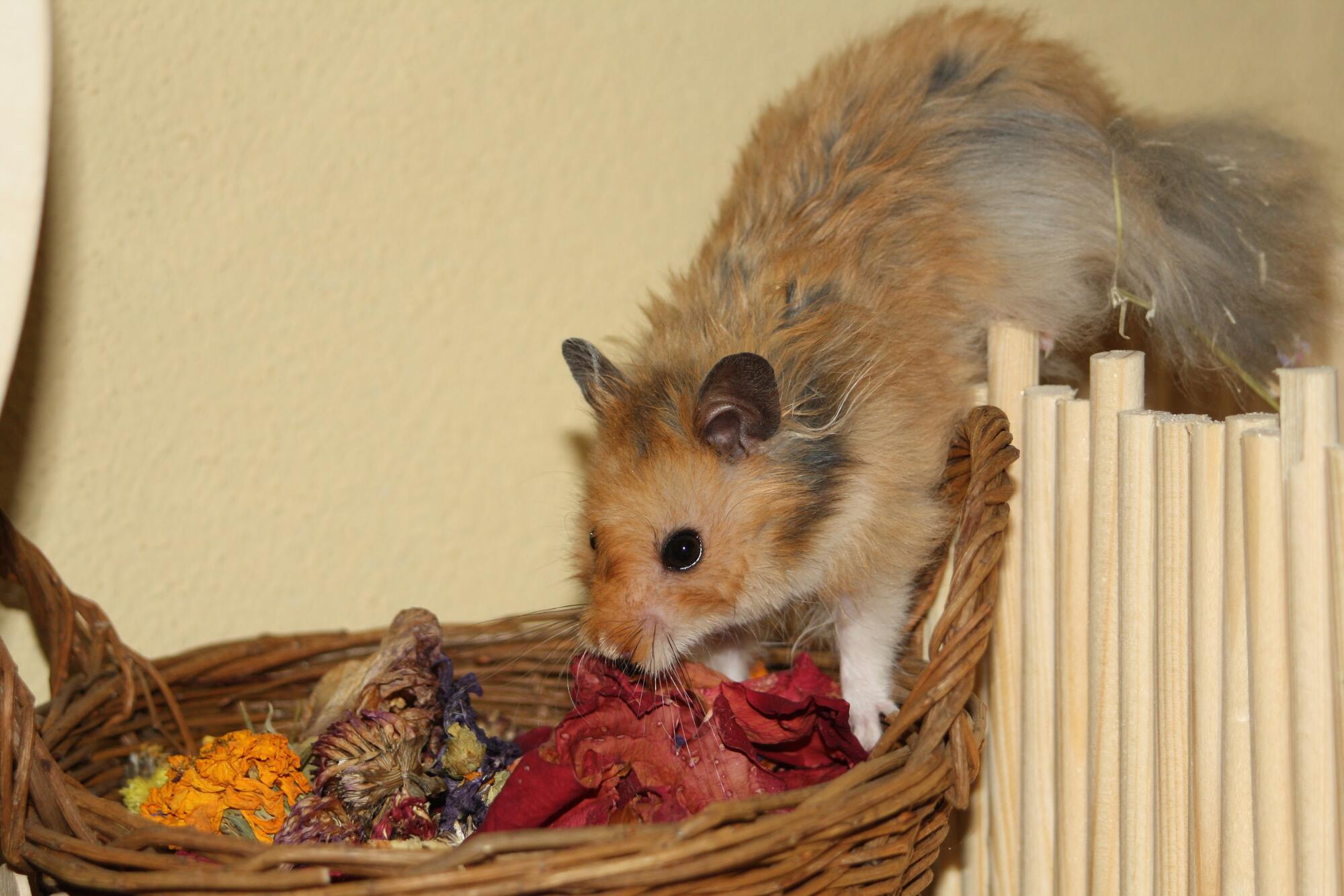 Goldhamster - Haltung, Ernährung, allgmeine Informationen im Überblick