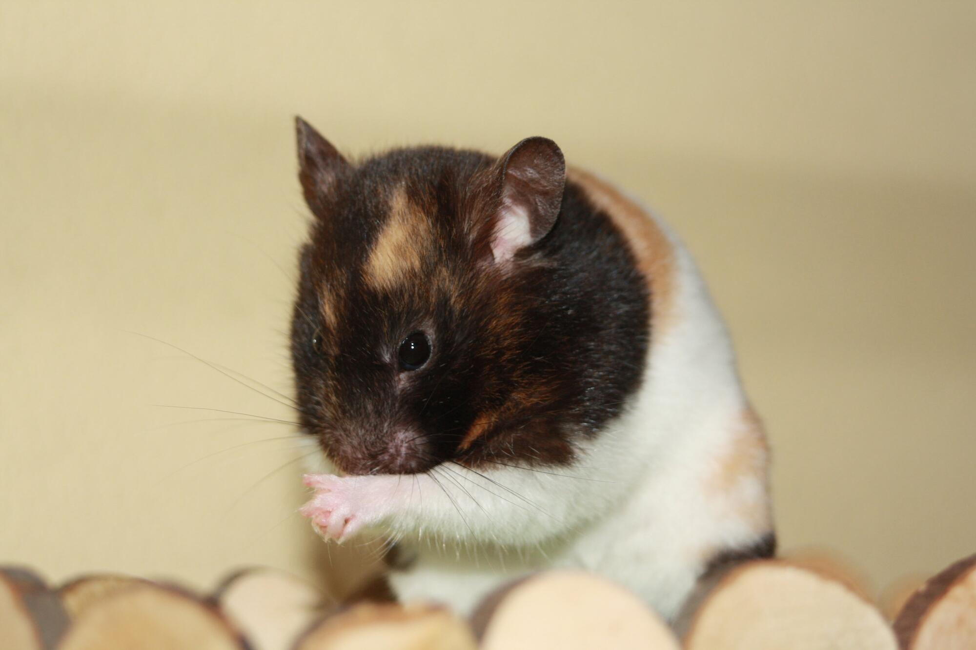 Goldhamster - Haltung, Ernährung, allgmeine Informationen im Überblick