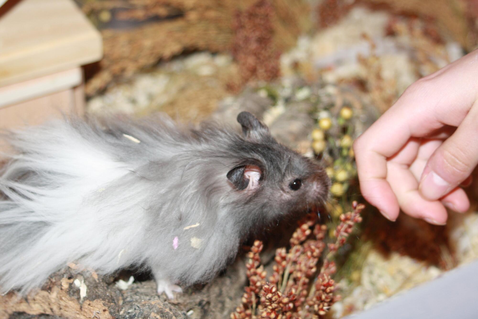 Goldhamster - Haltung, Ernährung, allgmeine Informationen im Überblick