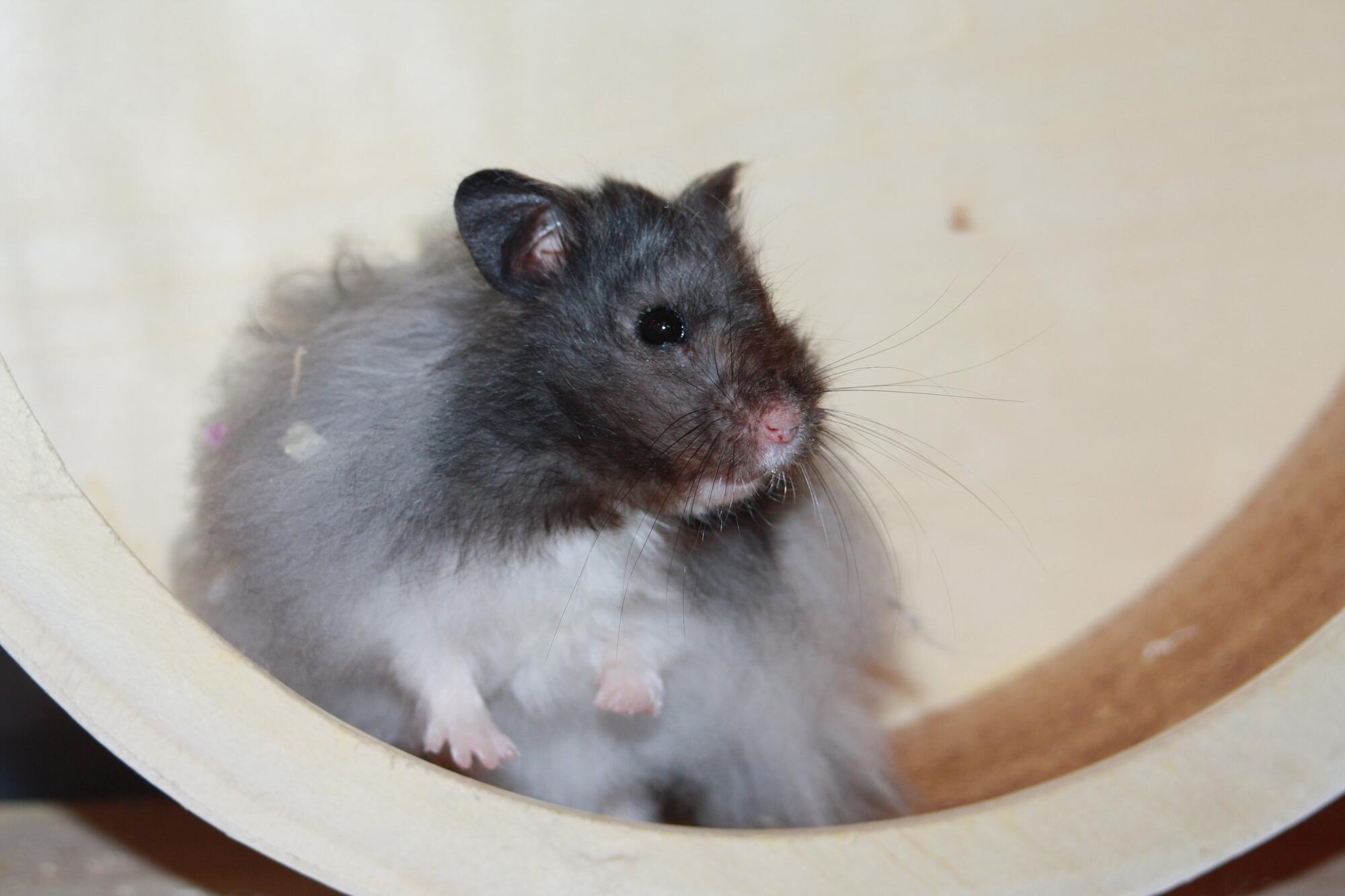 Goldhamster - Haltung, Ernährung, allgmeine Informationen im Überblick