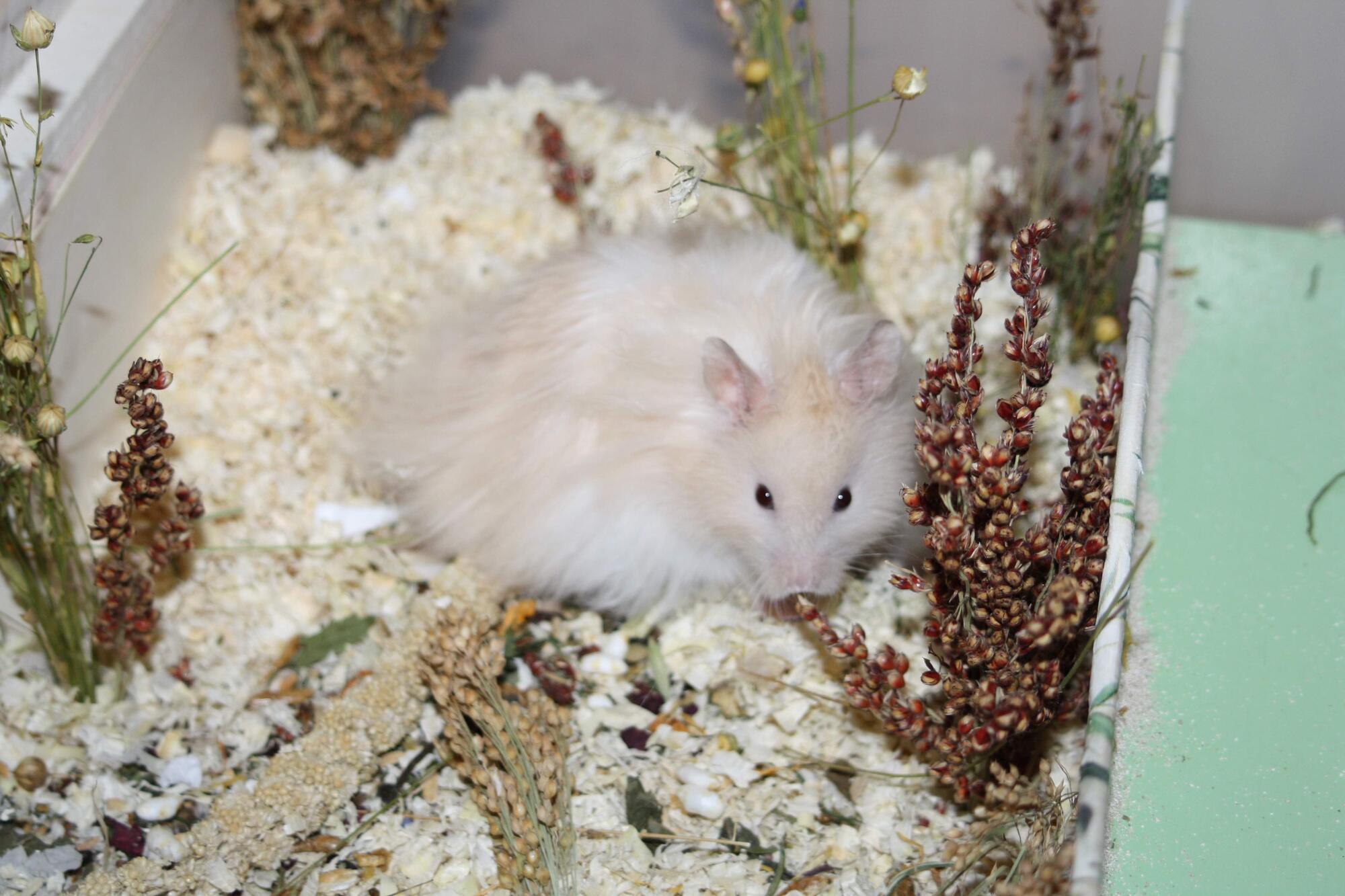 Goldhamster - Haltung, Ernährung, allgmeine Informationen im Überblick