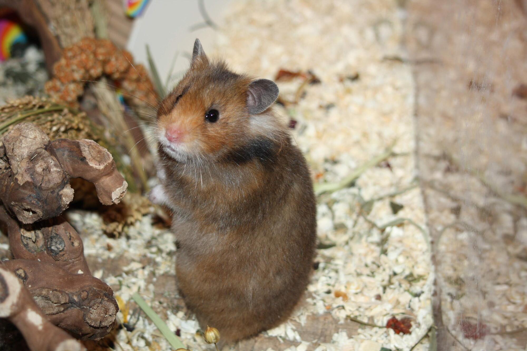 Goldhamster - Haltung, Ernährung, allgmeine Informationen im Überblick