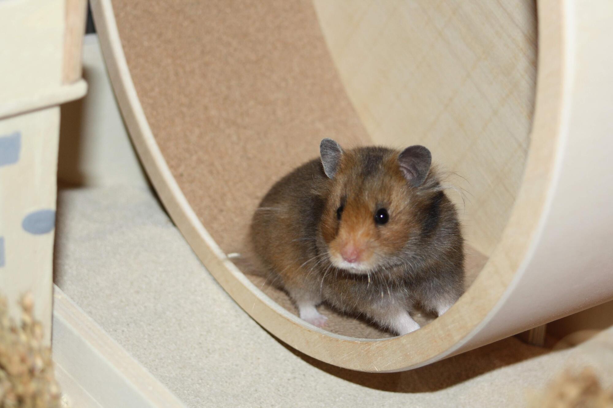 Goldhamster - Haltung, Ernährung, allgmeine Informationen im Überblick