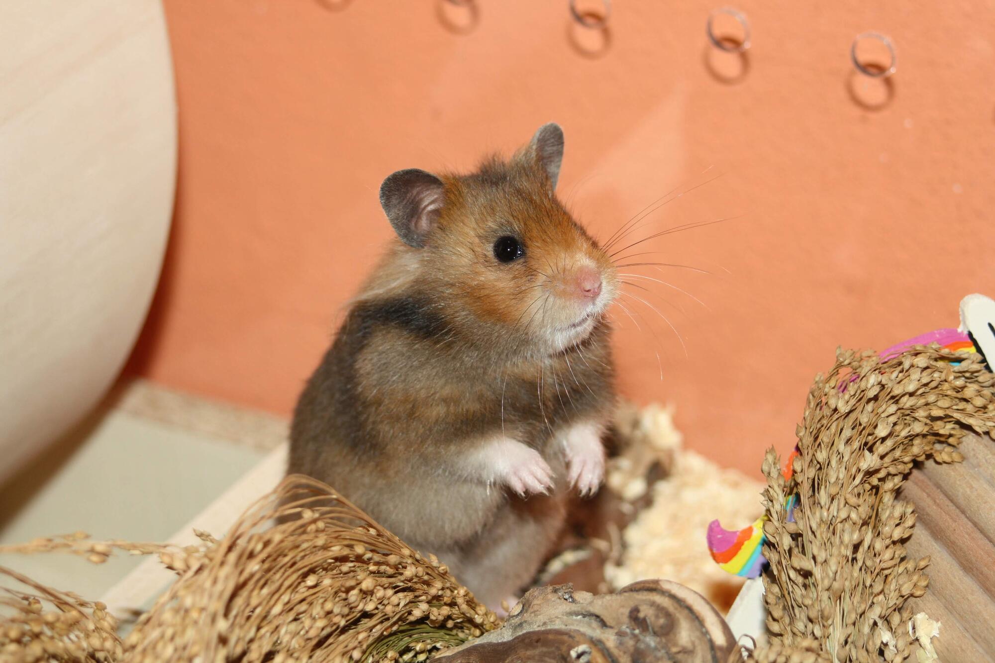 Goldhamster - Haltung, Ernährung, allgmeine Informationen im Überblick