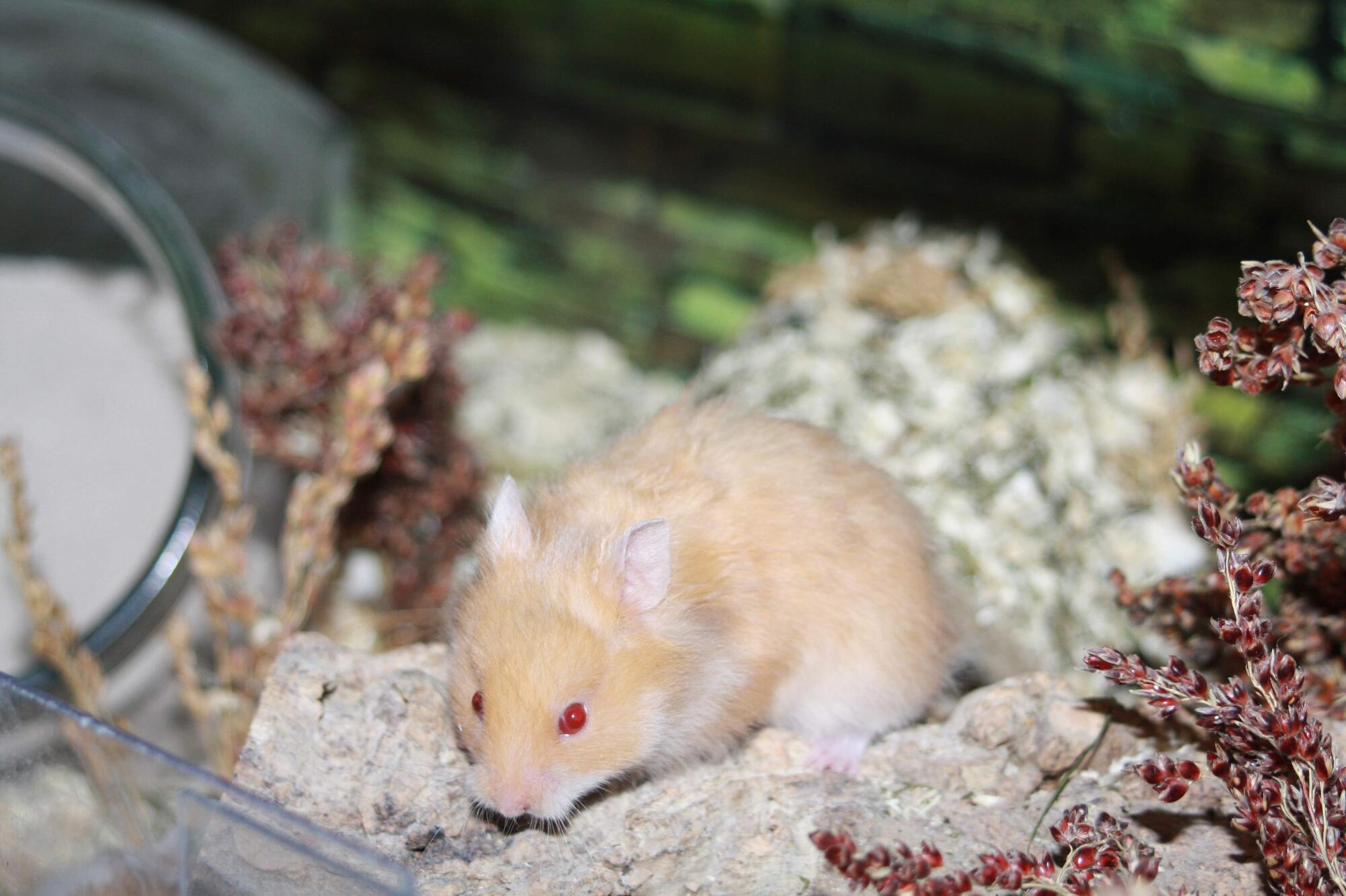 Goldhamster - Haltung, Ernährung, allgmeine Informationen im Überblick