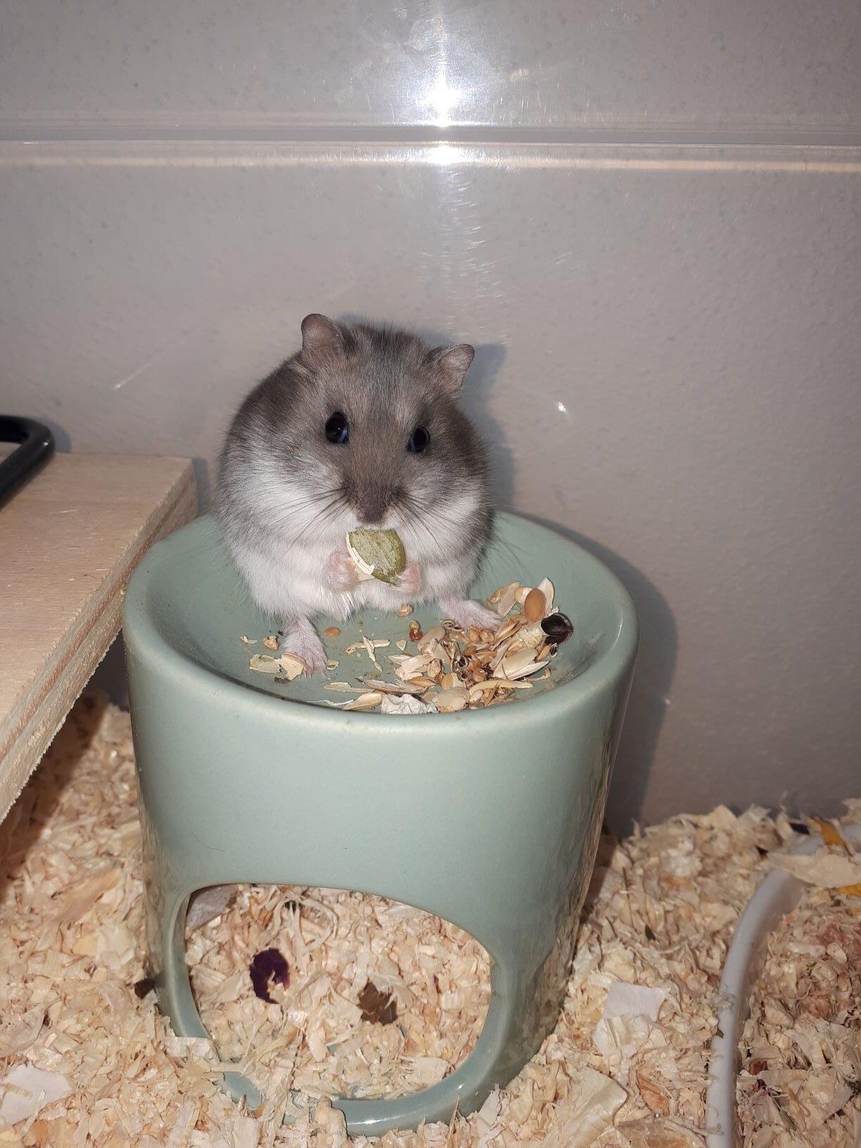 Ryan - Hamsterhilfe Österreich