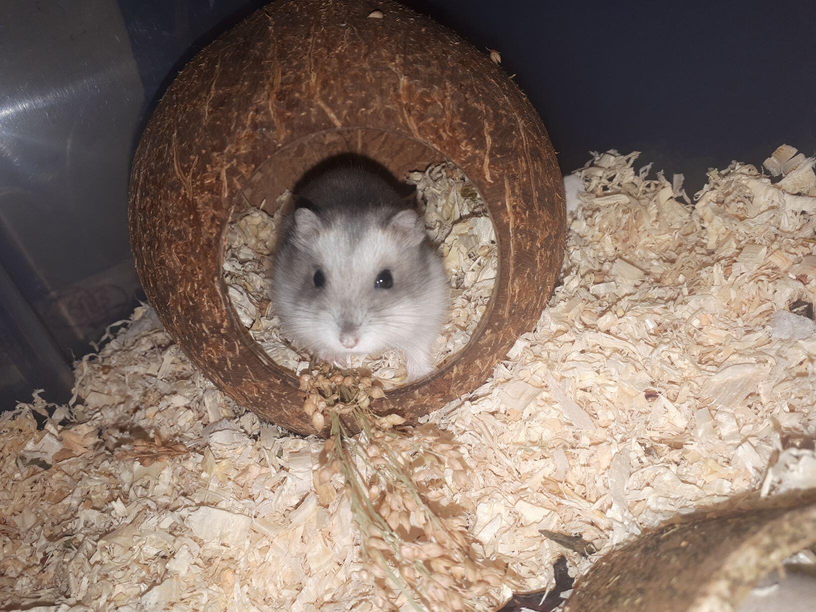 Ryan - Hamsterhilfe Österreich