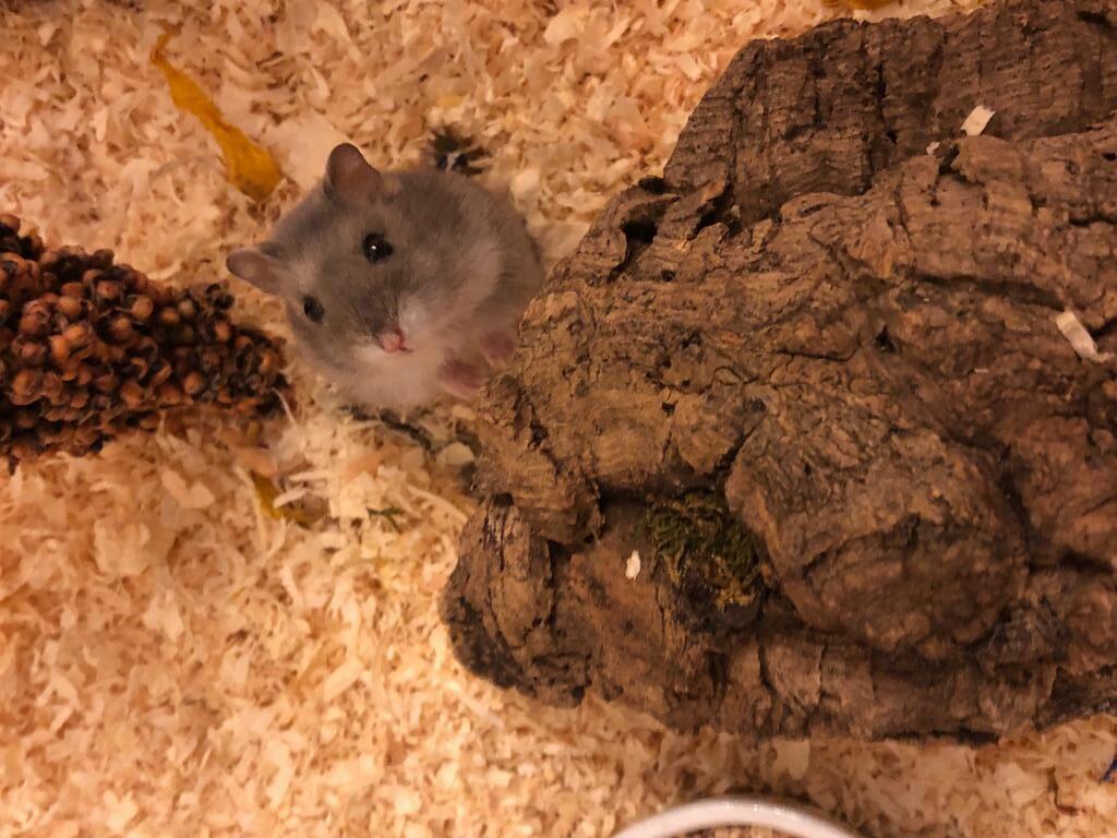 Ryan - Hamsterhilfe Österreich