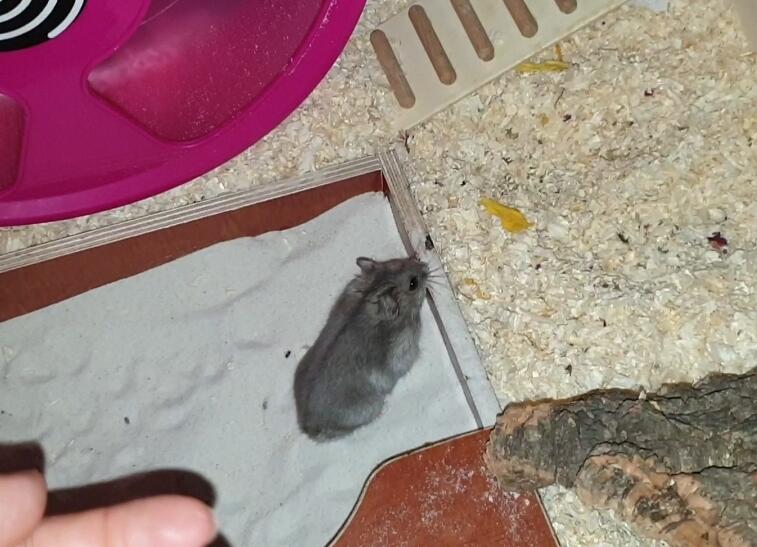 Ryan - Hamsterhilfe Österreich