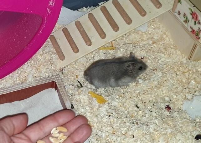 Ryan - Hamsterhilfe Österreich