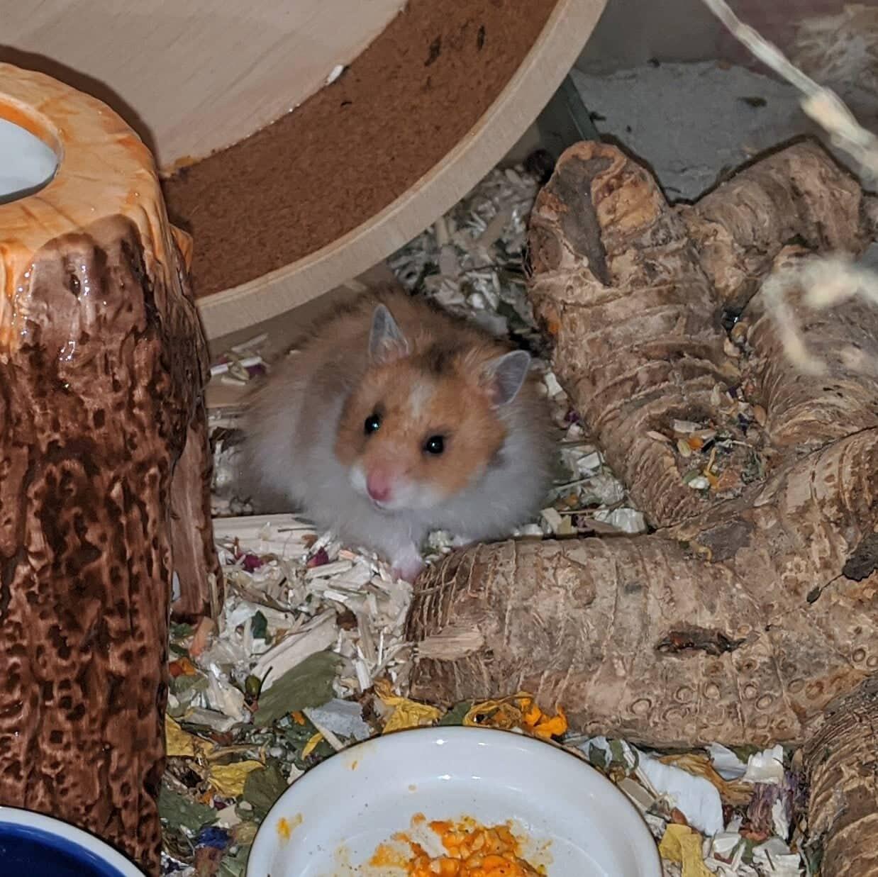 Percy - Hamsterhilfe Österreich