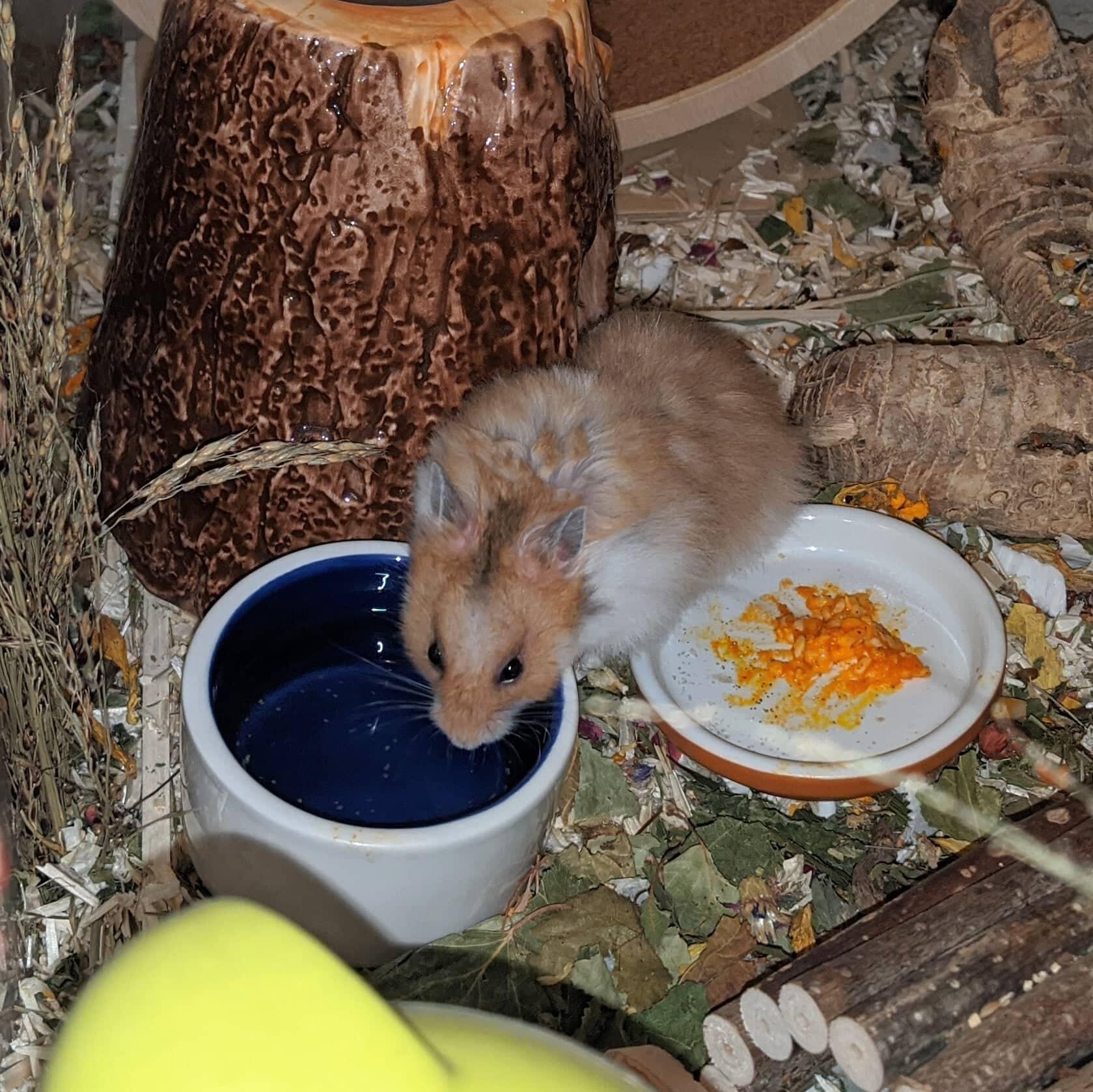 Percy - Hamsterhilfe Österreich