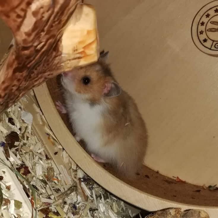 Percy - Hamsterhilfe Österreich