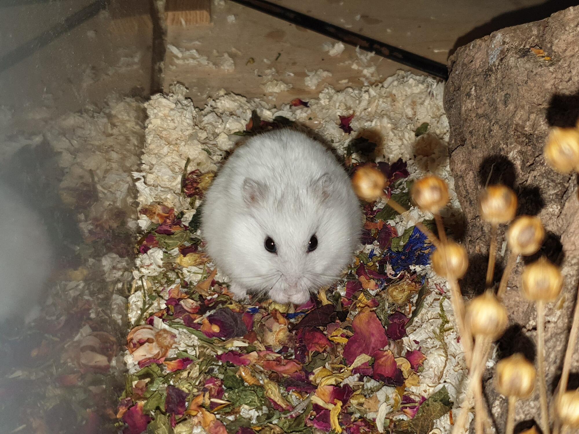 Snowball - Hamsterhilfe Österreich