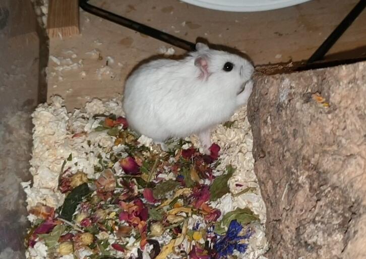 Snowball - Hamsterhilfe Österreich