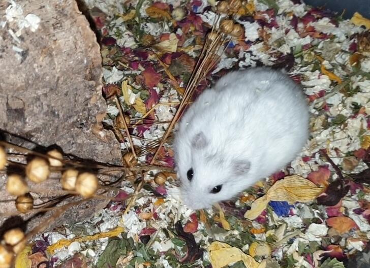 Snowball - Hamsterhilfe Österreich