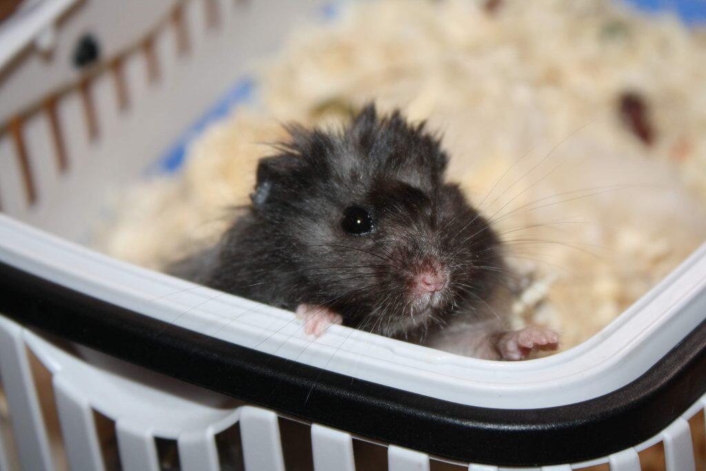 Shadow - Hamsterhilfe Österreich