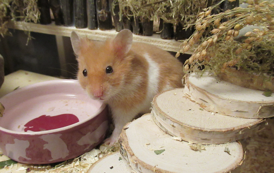 Rex - Hamsterhilfe Österreich