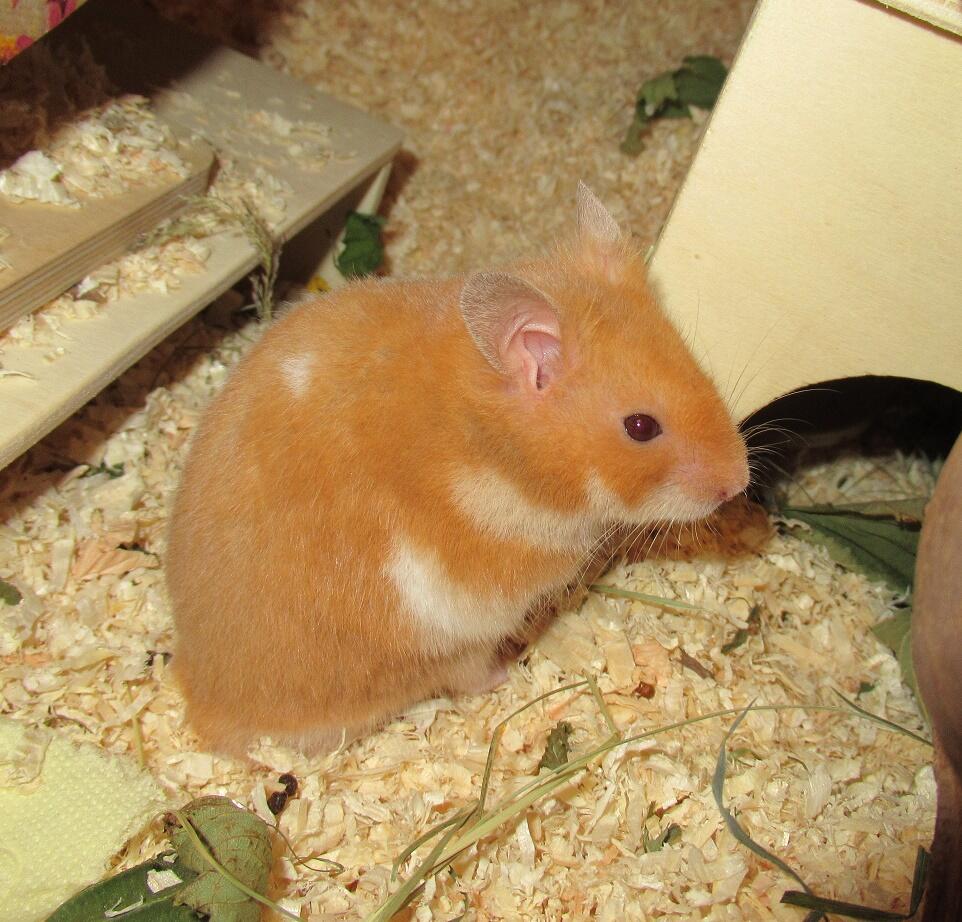 Rex - Hamsterhilfe Österreich