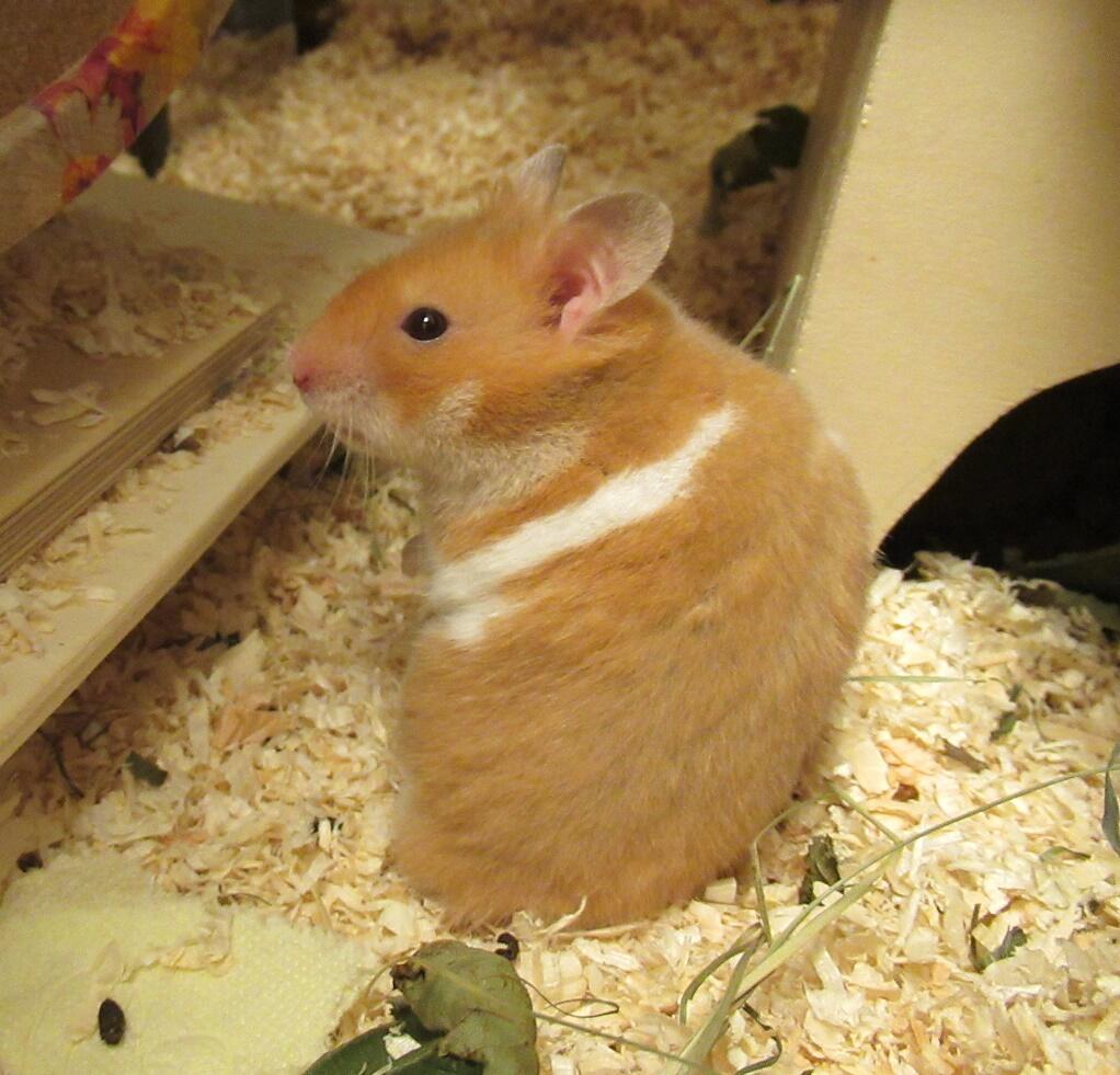 Rex - Hamsterhilfe Österreich