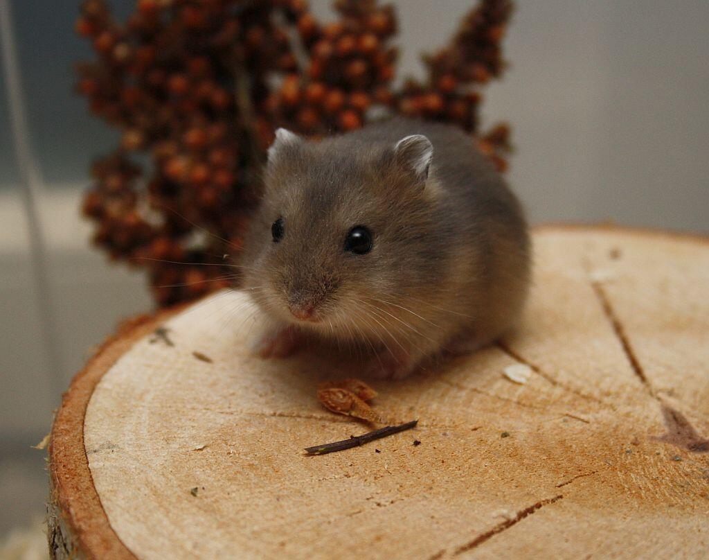 Fridolina - Hamsterhilfe Österreich