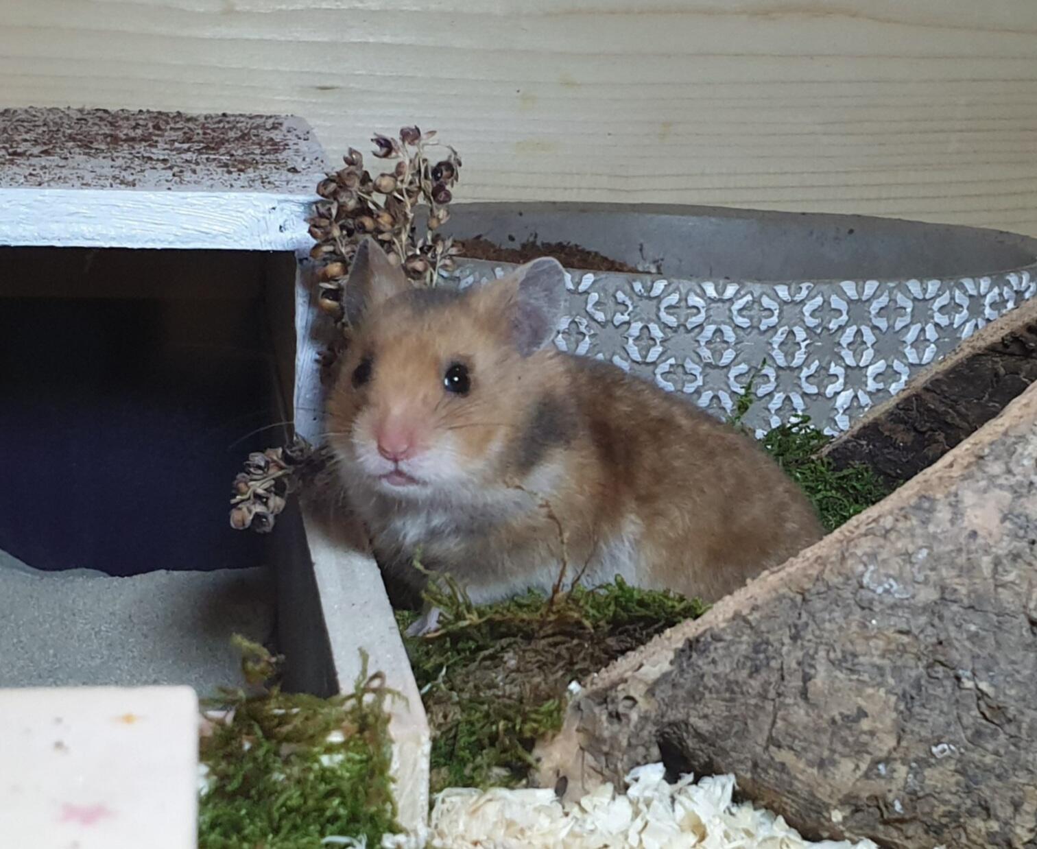 Mango Daiquiri - Hamsterhilfe Österreich