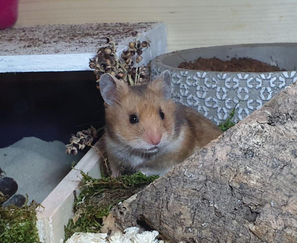 Mango Daiquiri - Hamsterhilfe Österreich