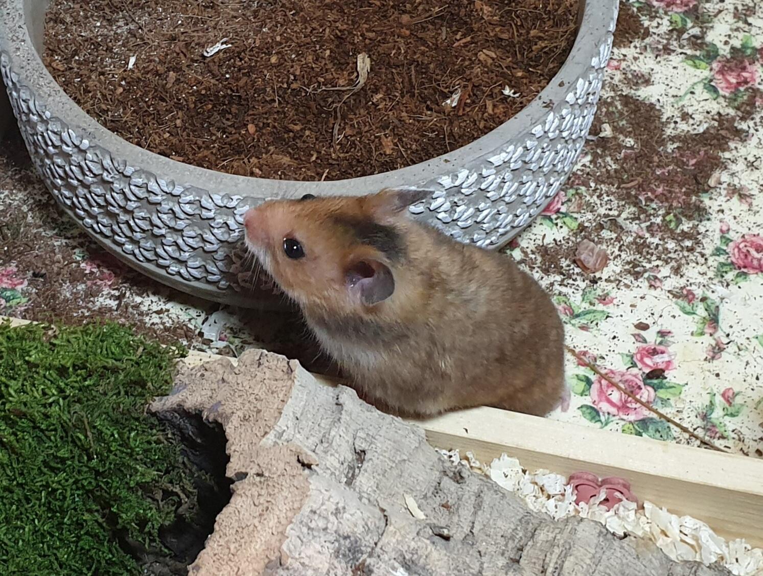 Mango Daiquiri - Hamsterhilfe Österreich