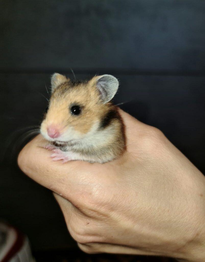 Fee - Hamsterhilfe Österreich