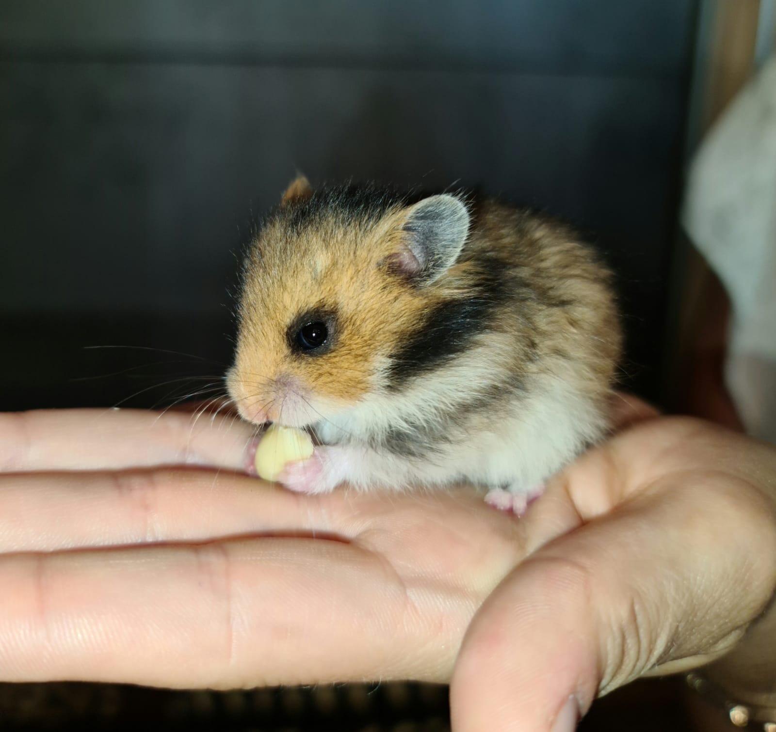 Hugo - Hamsterhilfe Österreich