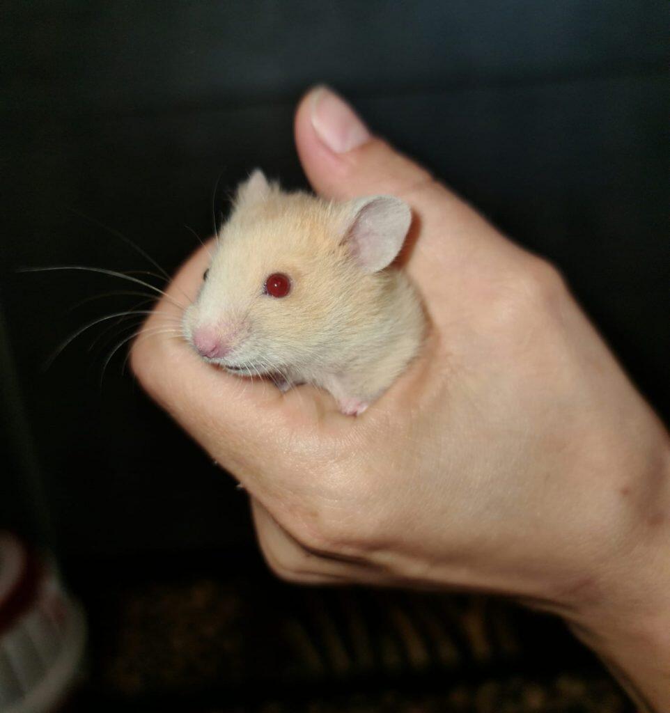 Elvis - Hamsterhilfe Österreich