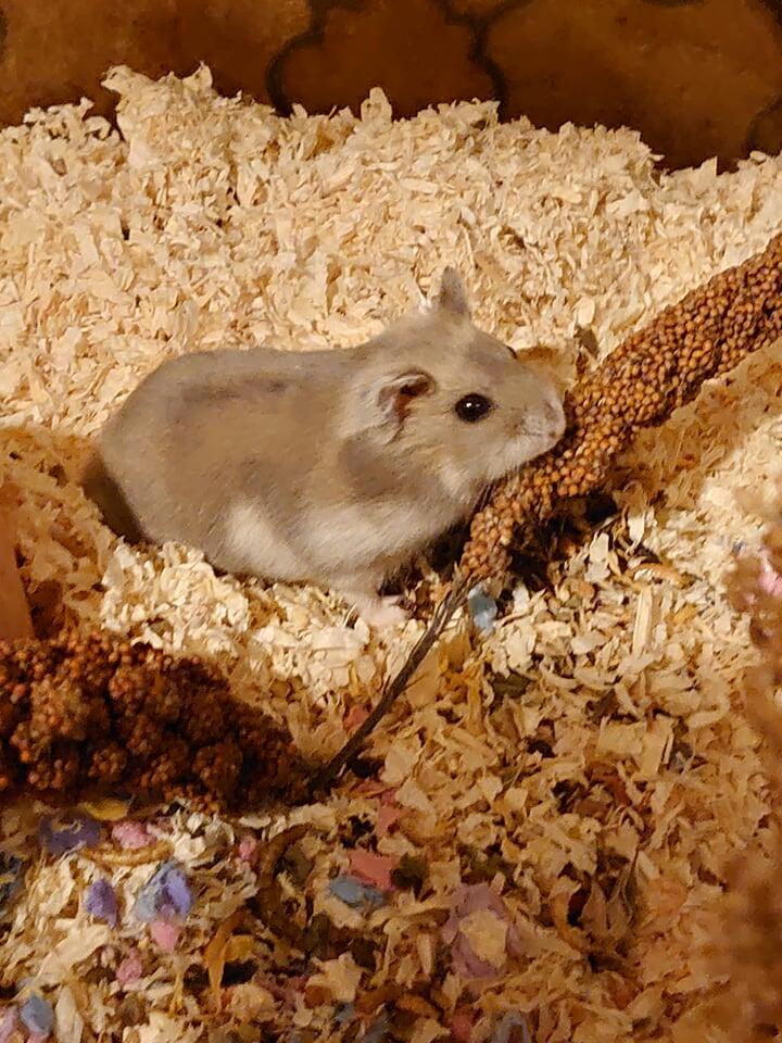 Fridolin - Hamsterhilfe Österreich