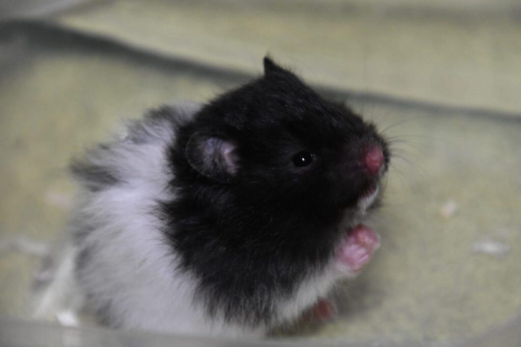 Tuesday - Hamsterhilfe Österreich