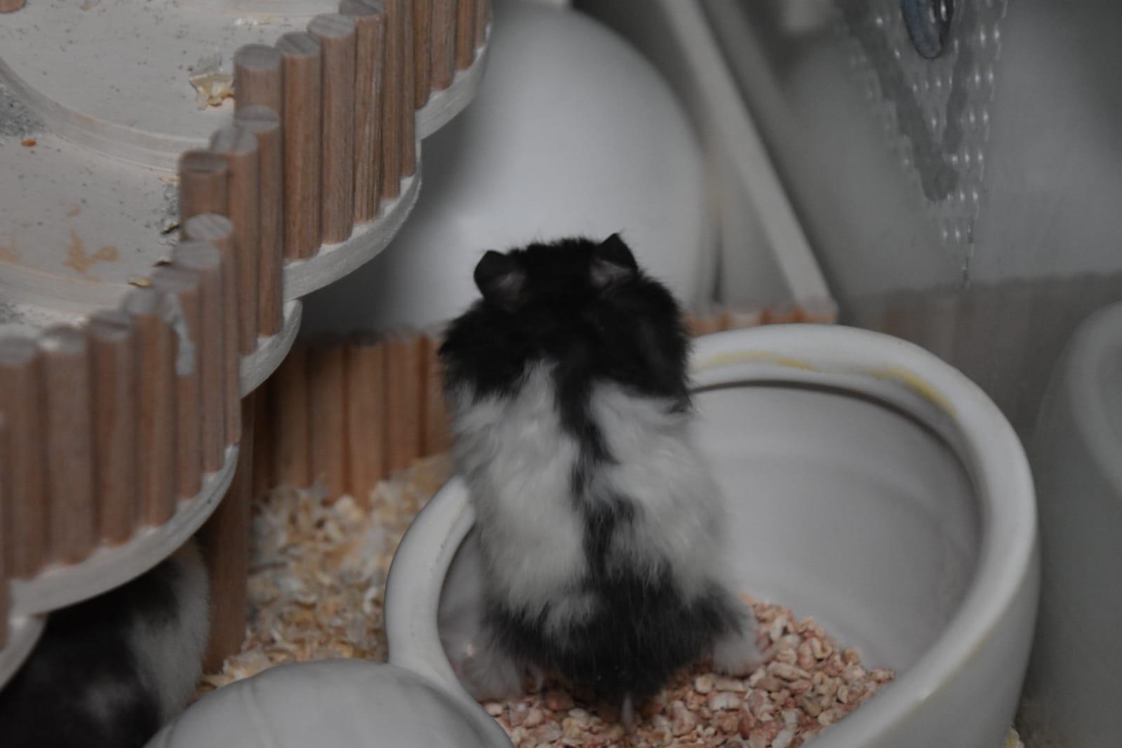 Tuesday - Hamsterhilfe Österreich