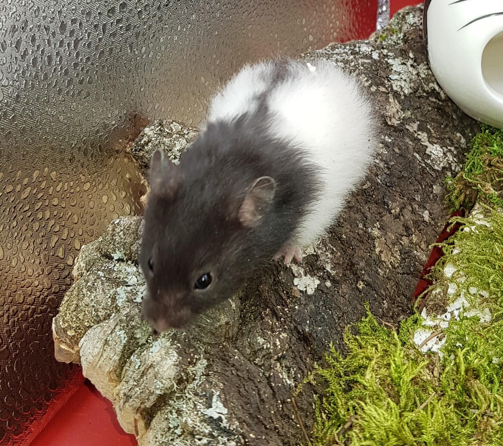 Tuesday - Hamsterhilfe Österreich