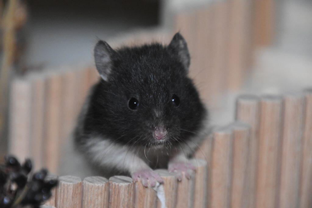 Wednesday - Hamsterhilfe Österreich