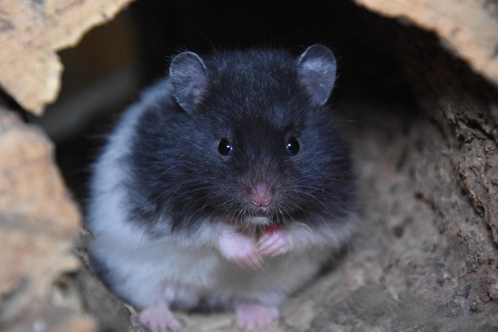 Wednesday - Hamsterhilfe Österreich