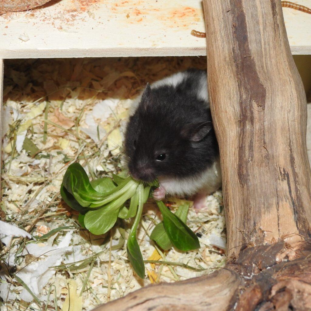 Thursday - Hamsterhilfe Österreich