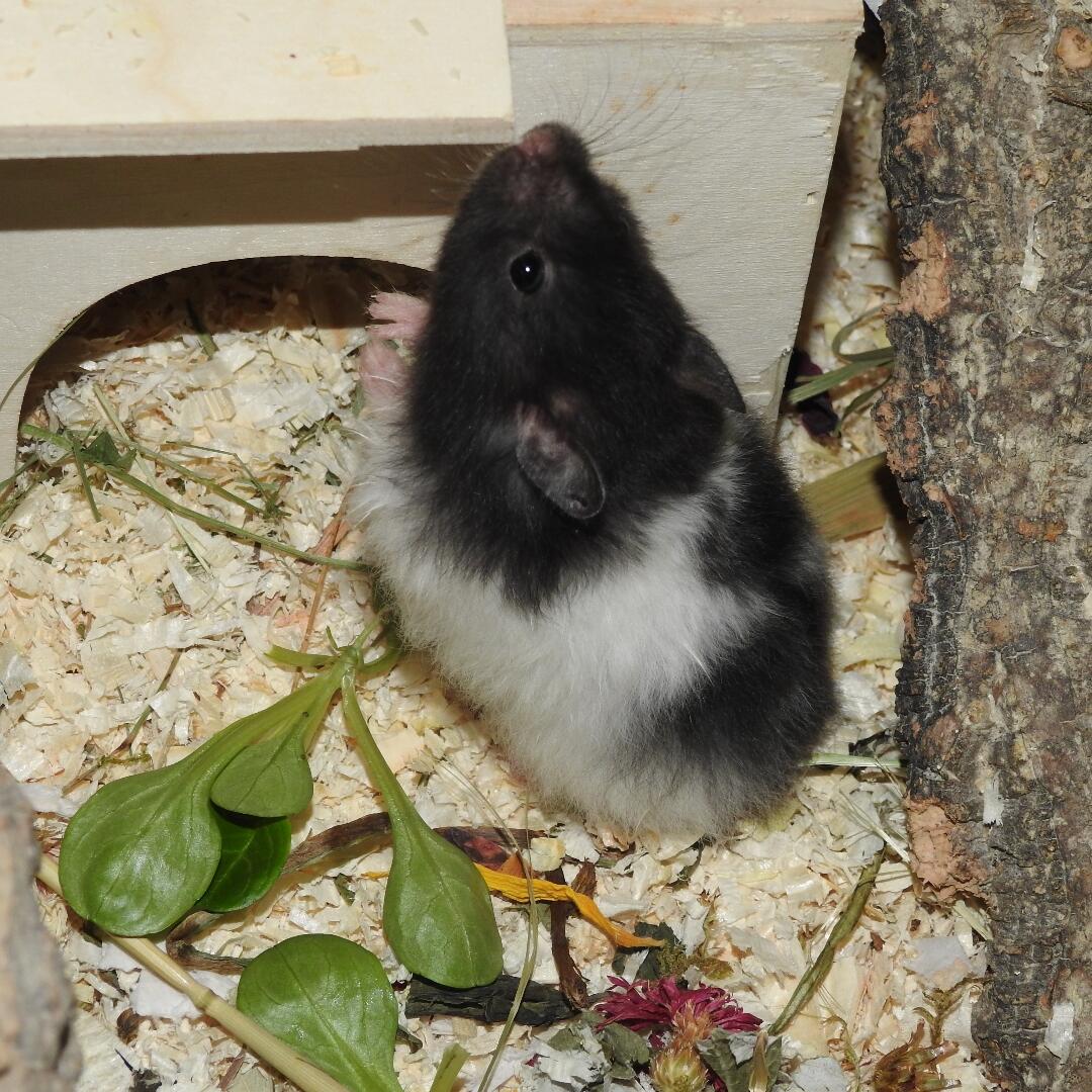 Thursday - Hamsterhilfe Österreich