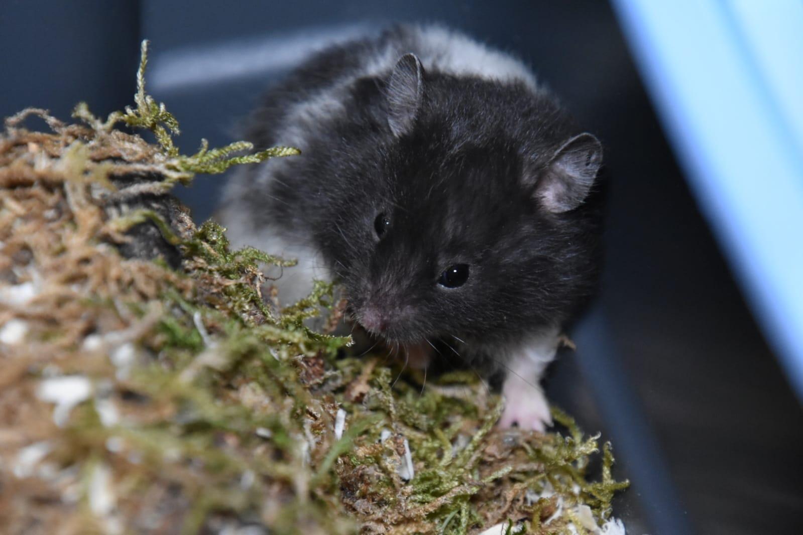 Friday - Hamsterhilfe Österreich