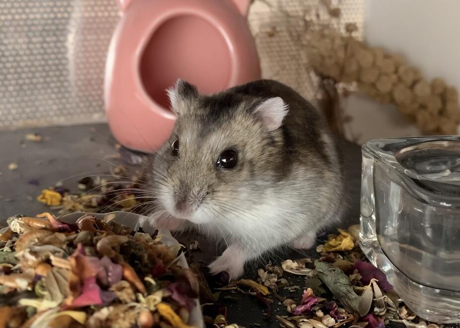 Bill - Hamsterhilfe Österreich