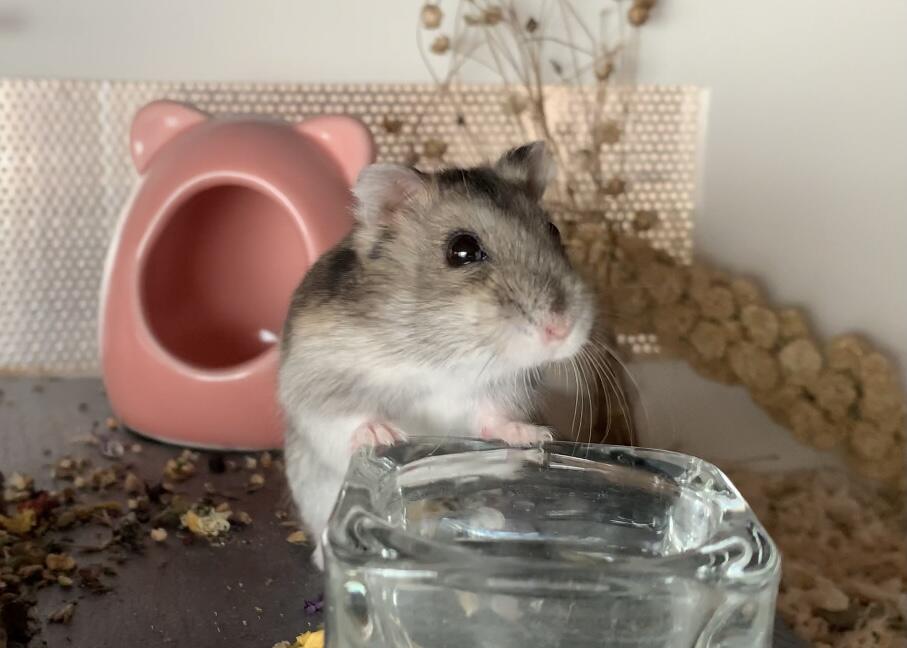 Bill - Hamsterhilfe Österreich