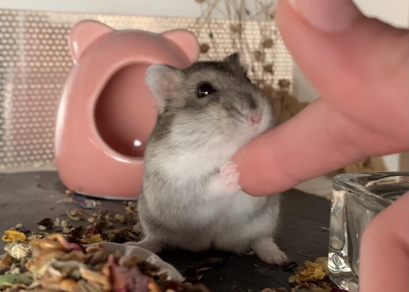 Bill - Hamsterhilfe Österreich