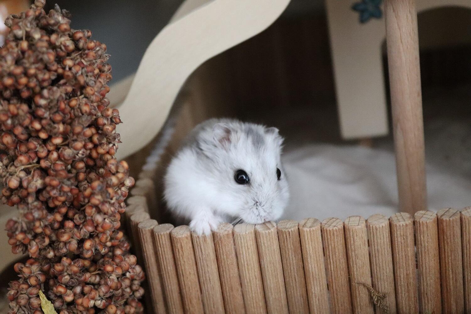 Oliver - Hamsterhilfe Österreich