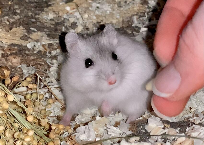 Dove - Hamsterhilfe Österreich